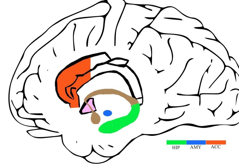 The Neuroscience of Depression - Articles